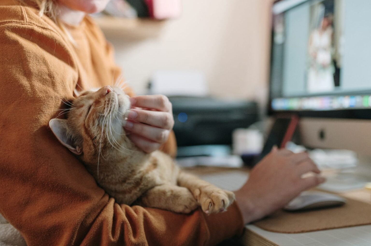 Las alegrías de tener un gato – HelpGuide.org